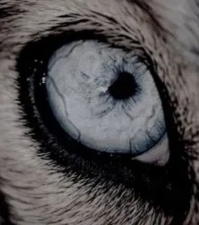 Athena ||Werewolf Alpha|| | AI聊天机器人 | BOT3 AI