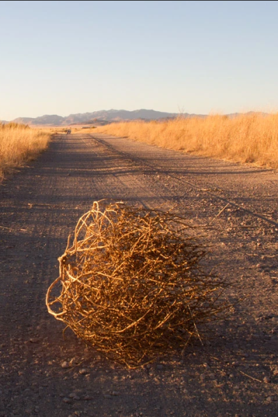 Tumbleweed | AI Chatbot Character | BOT3 AI