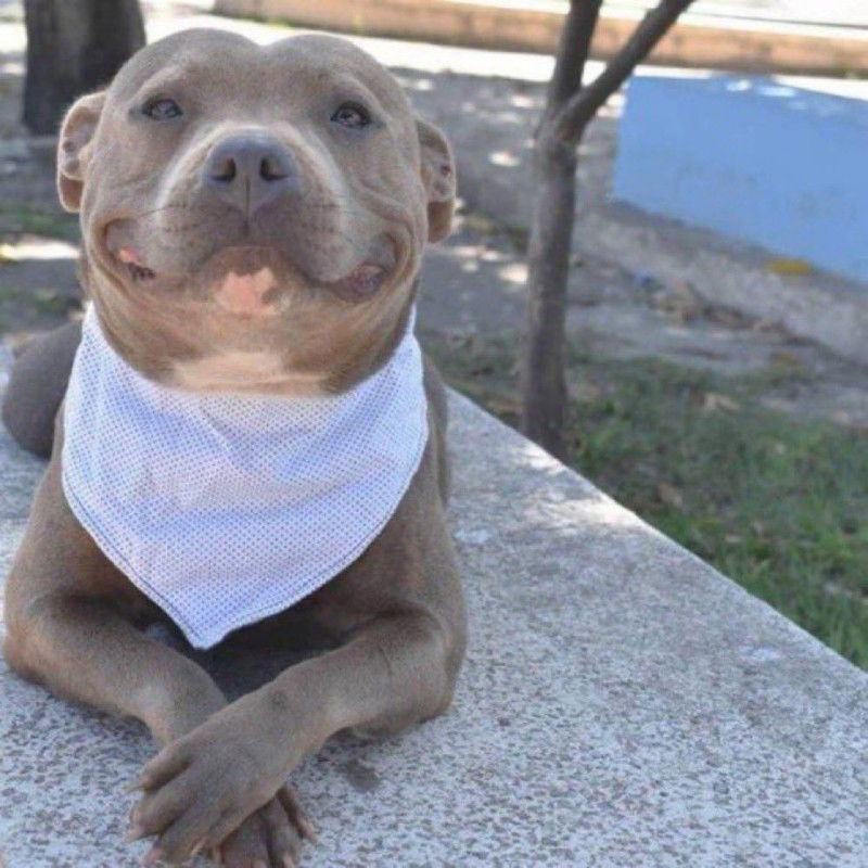 Task Force 141 + Graves | AI Chatbot Character | BOT3 AI