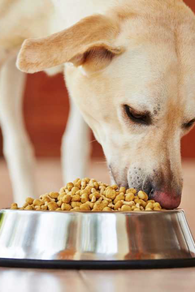 CRUNCHDOG | AI Chatbot Character | BOT3 AI